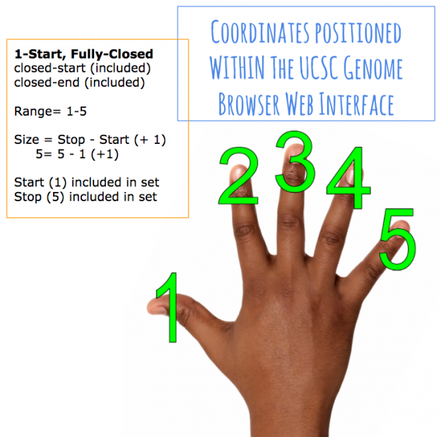 The UCSC Genome Browser Coordinate Counting Systems | UCSC Genome ...